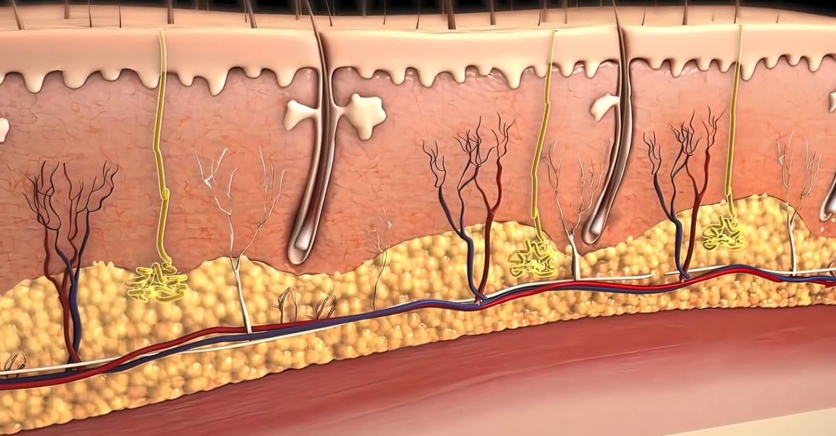 Huidanatomie: bouw en functie